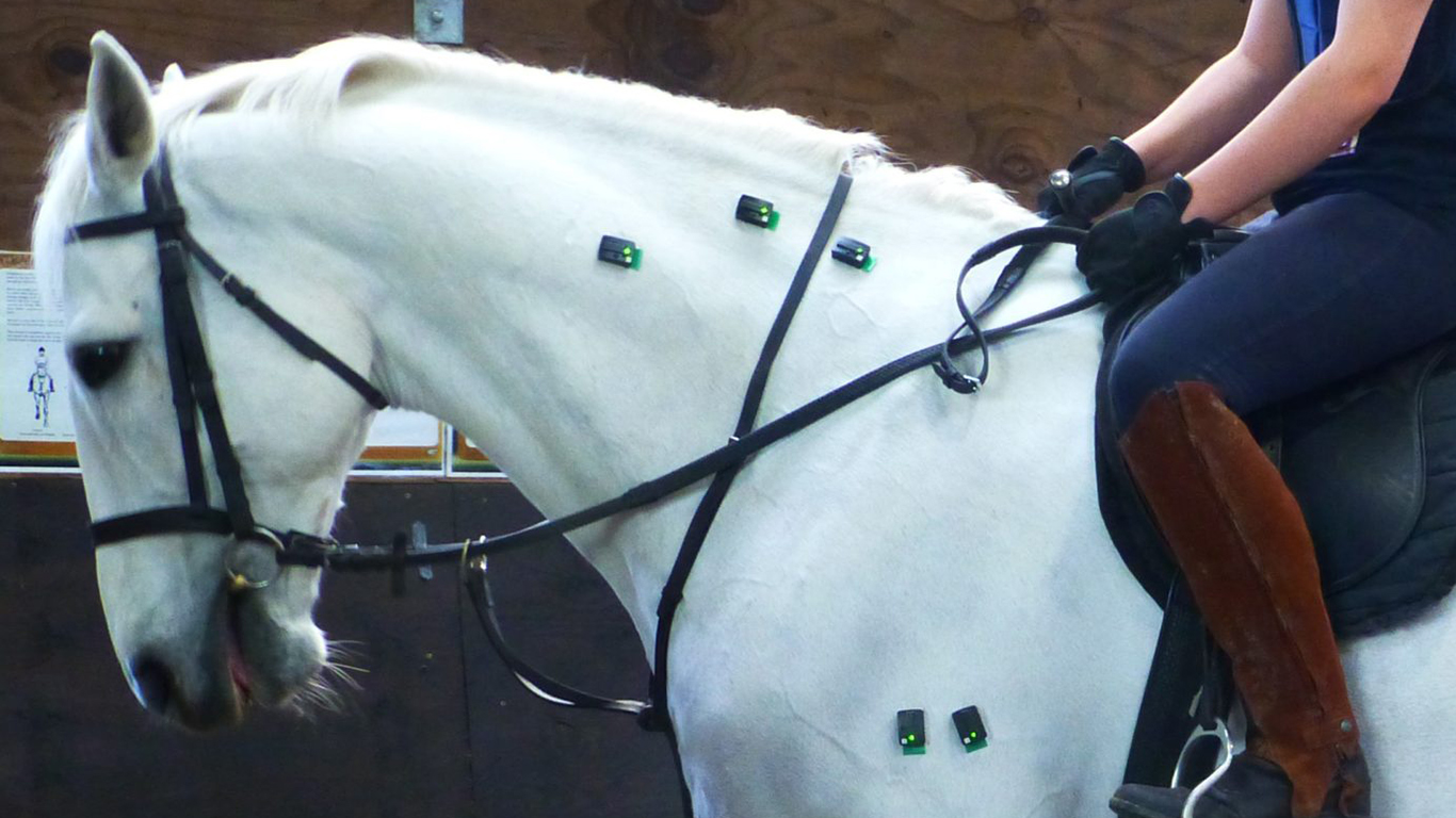 Electromyography (EMG) and equine lameness; Expanding clinical research ...