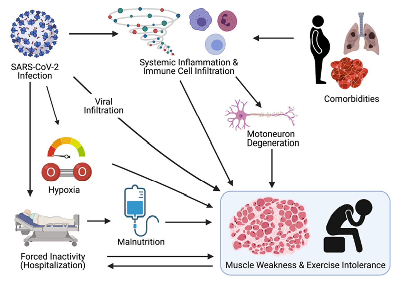 Physiological effects of COVID-19: The long road to recovery - Delsys