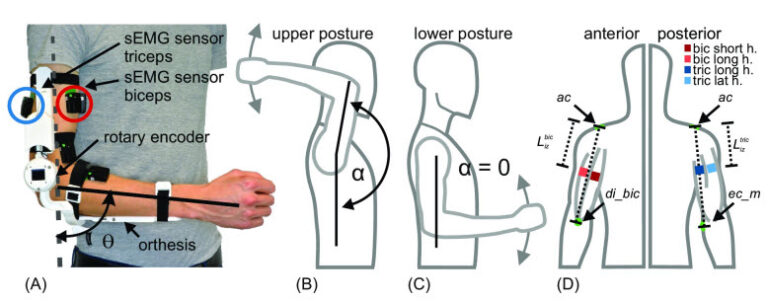 EMG-based prediction of human forearm movements - Delsys