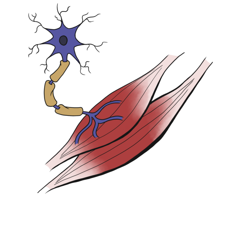 Motor Unit Explorations of ACL Rehabilitation - Delsys
